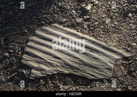 Rippled stone along Wheeler Peak Summit Trail in Great Basin National ...