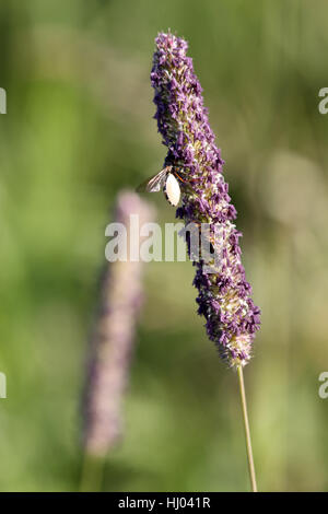 pollen ear green grasses pollen ear hayfever anther allergy foxtail ...