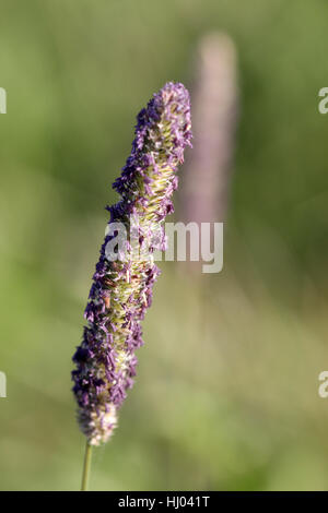 pollen ear green grasses pollen ear hayfever anther allergy foxtail ...