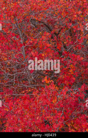 Skunkbush (Rhus trilobata) in Autumn Stock Photo - Alamy
