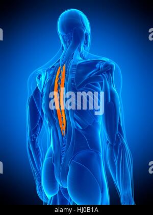Illustration of the spinalis thoracic muscle Stock Photo - Alamy