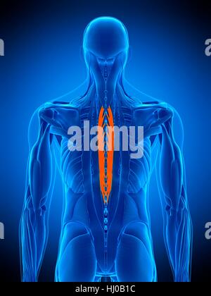 Illustration of the spinalis thoracic muscle Stock Photo - Alamy
