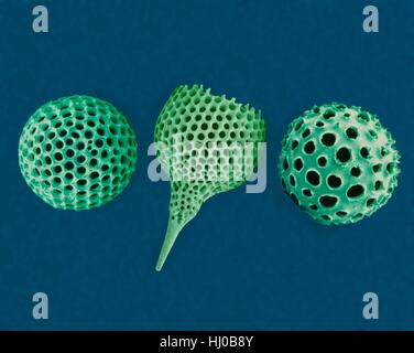 Radiolarian test (marine),coloured scanning electron micrograph (SEM ...