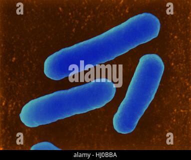 Scanning electron micrograph (SEM) Escherichia coli bacterium ...