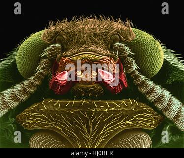 Scanning Electron Micrograph Insect's Compound Eye Stock Photo - Alamy