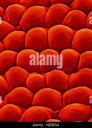 Papillae on upper surface of rose flower petal (Rosa sp),coloured ...