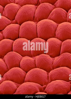 Papillae on upper surface of rose flower petal (Rosa sp),coloured ...