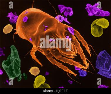 Scanning electron micrograph (SEM) of a pollen of convolvulaceae Stock ...