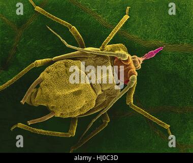 Aphid, coloured scanning electron micrograph (SEM). Aphids (family ...
