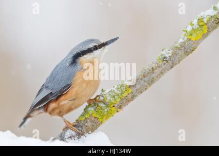 tree, eye, organ, feathering, acrobat, tree, cold, eye, organ ...