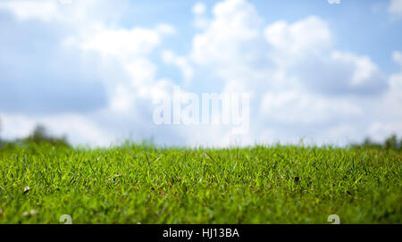 Green grass over the sky for background - with depth of field and ...