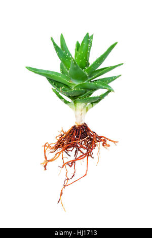 Aloe vera with root system Stock Photo: 80697166 - Alamy