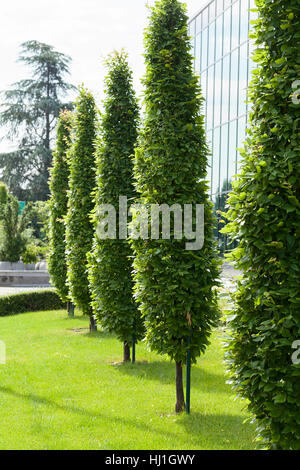 organized trees in the park, note shallow depth of field Stock Photo ...