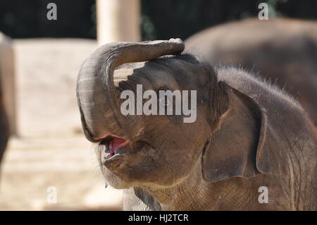 elephant, hairs, small, tiny, little, short, young animal, proboscis ...