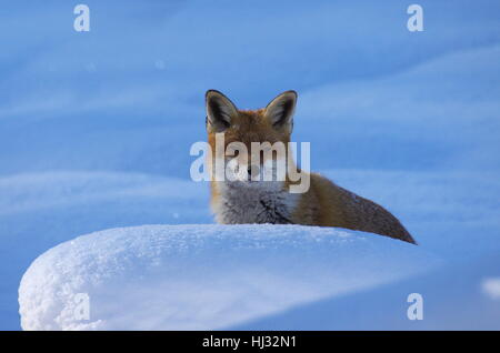 fuchs langenberg snow Stock Photo - Alamy
