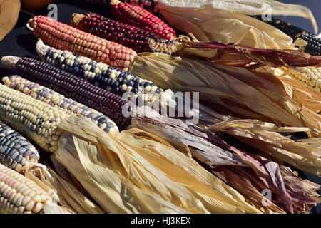 Indian corn, maize (Zea mays), aerial view on a maize labyrinth ...