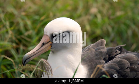 Nesting Laysan albatross, Phoebastria immutabilis, Kaena Point, North ...