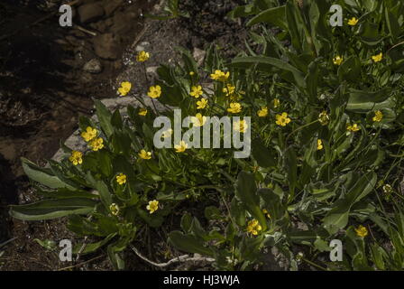 Plantainleaf Buttercup (Ranunculus alismifolius Stock Photo - Alamy