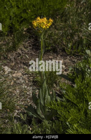 Lambstongue ragwort, Senecio integerrimus in flower in high altitude ...