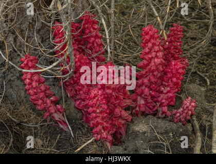 Snow Plant (Sarcodes sanguinea) flowering, parasitic on fungi in ...