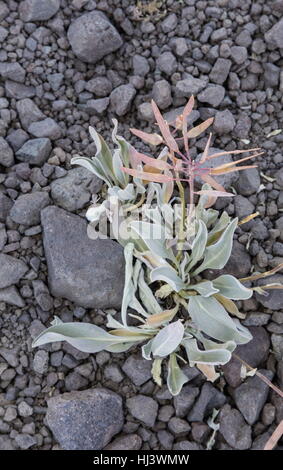 Dagger pod plant (Phoenicaulis cheiranthoides) in flower. Photographed ...