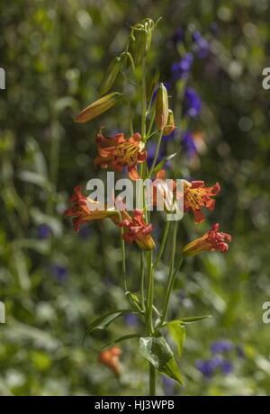 Lilium parvum 2 Stock Photo - Alamy