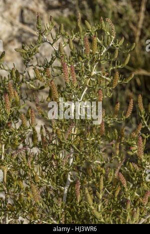 Greasewood, Sarcobatus vermiculatus, in flower on saline flats near ...