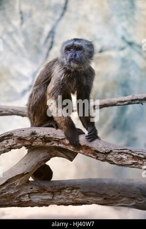 Capuchin monkey sitting on a tree Stock Photo - Alamy