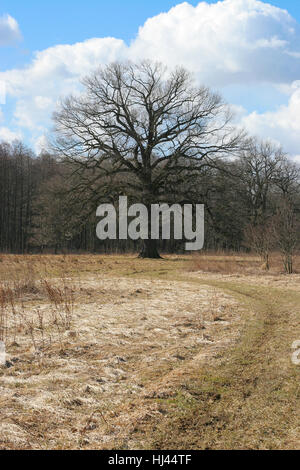 Old oak (Quercus), solitary tree on a fallow land, blue cloudy sky ...