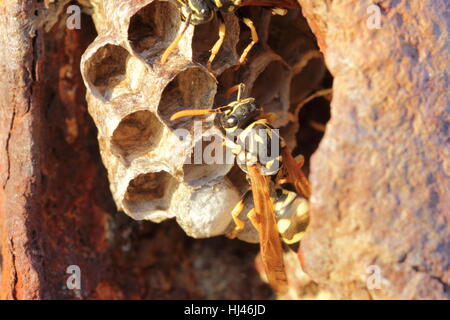 Wasp nest in a pipe Stock Photo - Alamy