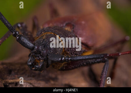 Longhorn beetle (Rhaphipodus fetalis), Beetle on the wood and green ...