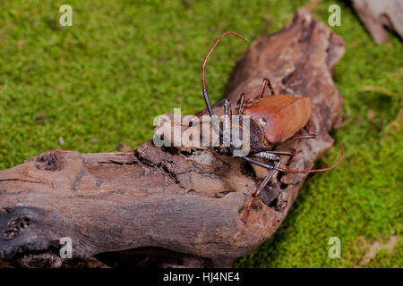 Longhorn beetle (Rhaphipodus fetalis), Beetle on the wood and green ...
