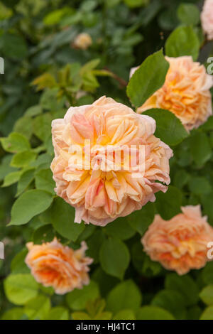 Rosa 'Alchymist', rose, flower, garden plant, roses Stock Photo - Alamy