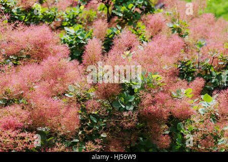 fluffy tree with pink flowers, note shallow depth of field Stock Photo ...