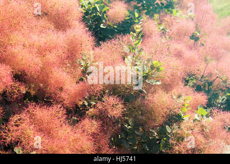 fluffy tree with pink flowers, note shallow depth of field Stock Photo ...