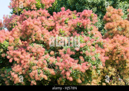fluffy tree with pink flowers, note shallow depth of field Stock Photo ...