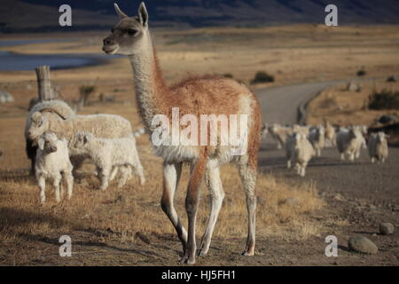 goat, goats, sheep, chile, herd, south america, flock of sheep, sheep ...