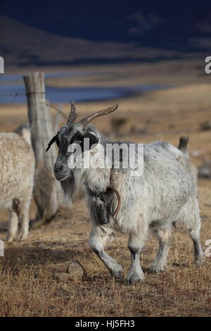 goat, goats, sheep, chile, herd, south america, flock of sheep, sheep ...