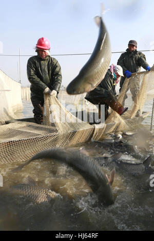 Xuyi, China's Jiangsu Province. 26th Jan, 2017. A breeder shows fish ...