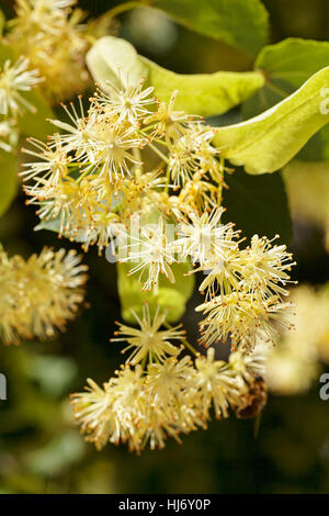linden flower on the dim background, note shallow depth of field Stock ...