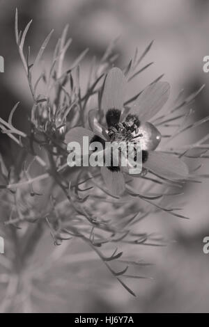 red flower which is one of the names"rabbit poppy", on the green ...