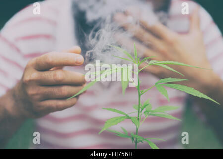 Medical marijuana. Young hemp plant. Green leaves of marijuana narcotic ...