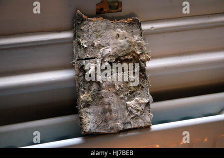 Dry rot mycelium removed from timber under floorboards is seen in a ...