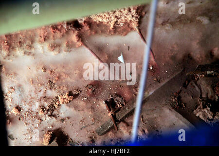 Dry rot mycelium is seen beneath the floorboards in a house in south ...