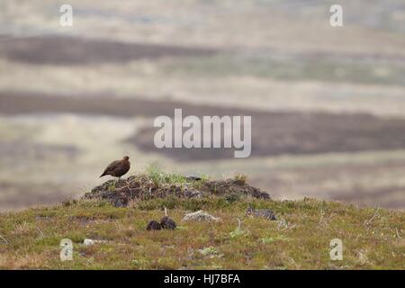 Male Red Grouse in Moorland Heath, North York Moors. Lagopus lagopus ...