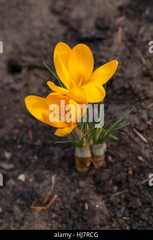 young offspring of yellow flower sprouted from the ground, note shallow ...