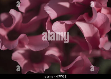 unusual sinuous pink petals of flowers on the dark background, note ...