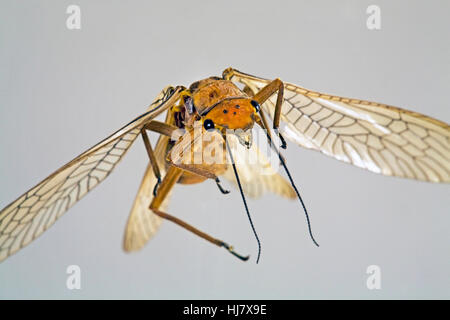 A portrait of a golden stonefly, also known as Acroneuria pacifica or ...
