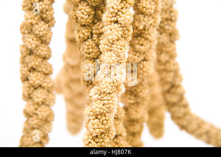 rods, birdseed, millet, animal, bird, birds, nest, rods, birdseed ...