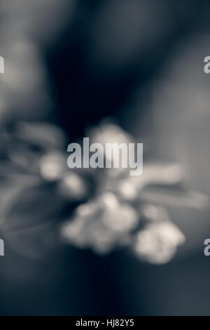 Abstraction pink flower on the dim background, for blurred background ...